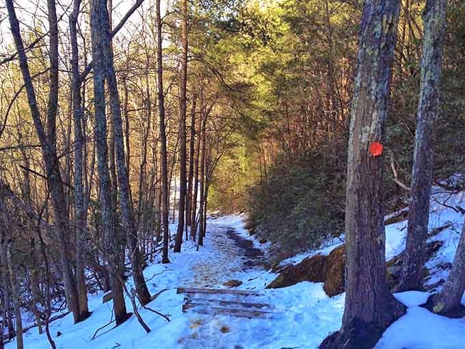 Winter transforms trails into peaceful, snow-dusted paths for hardy souls who appreciate nature's quieter, frostier personality.