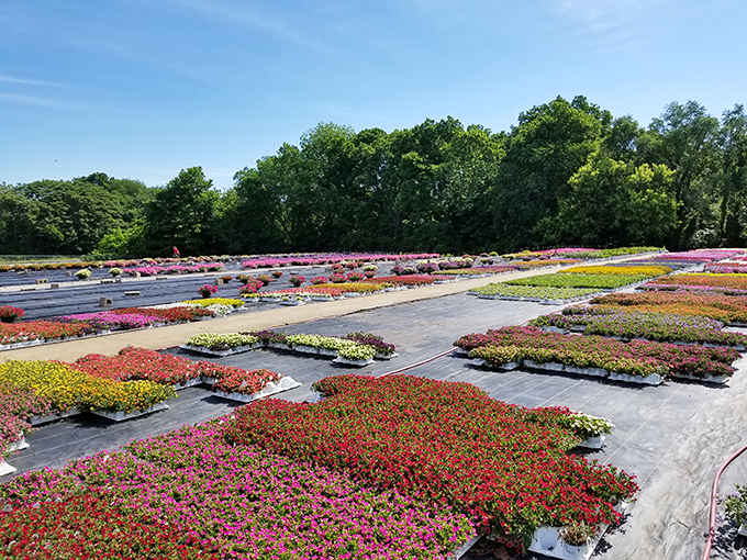 Community gardens and green spaces flourish, reminding you that nature exists beyond potted plants on fire escapes.