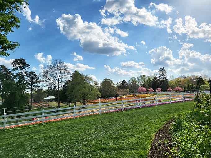Even under dramatic skies, the flower fields maintain their magic, proving beauty works in any weather.