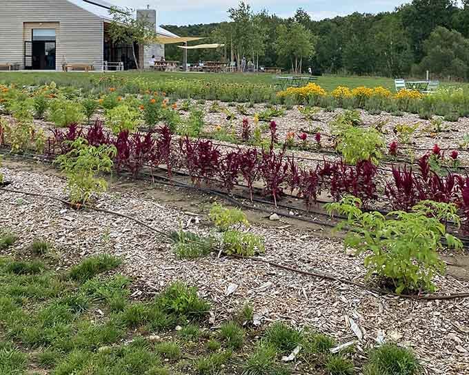 The whole property sprawls out invitingly, proving that good food tastes better when surrounded by where it grows.