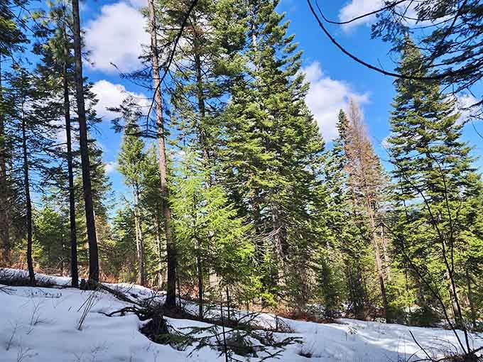 Forest trails where the trees stand so tall you'll get a crick in your neck looking up.