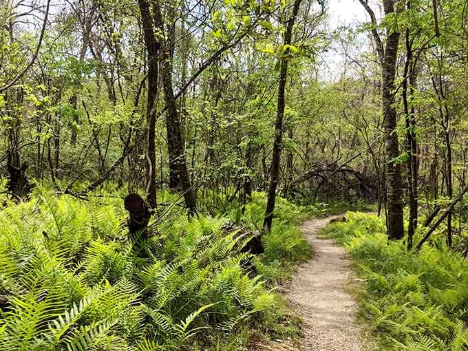 Fern-lined trails through hardwood forests remind you that North Florida looks nothing like the postcards down south suggest.