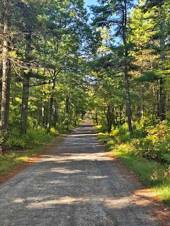 Gravel roads stretch invitingly through towering pines, promising adventures around every sun-dappled curve ahead.