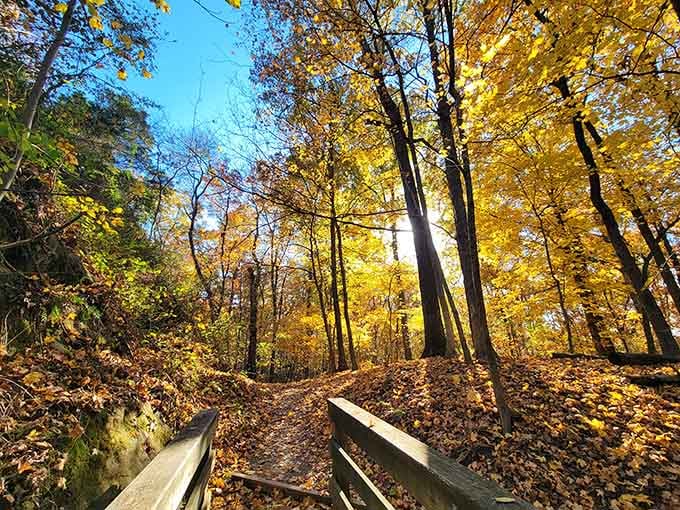 Fall foliage transforms the forest into a golden cathedral that no interior designer could ever hope to replicate.