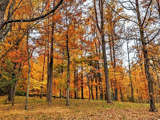 Autumn at Hacklebarney delivers colors so vibrant, your camera roll will look like it's showing off for Instagram followers.