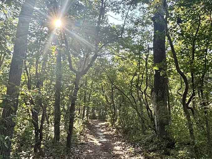 Sunlight filtering through leaves creates natural spotlights, illuminating paths that lead to peaceful discoveries and quiet moments.