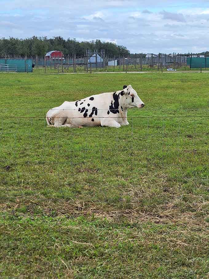 This spotted cow relaxing in the pasture, living that farm life we all secretly envy sometimes.