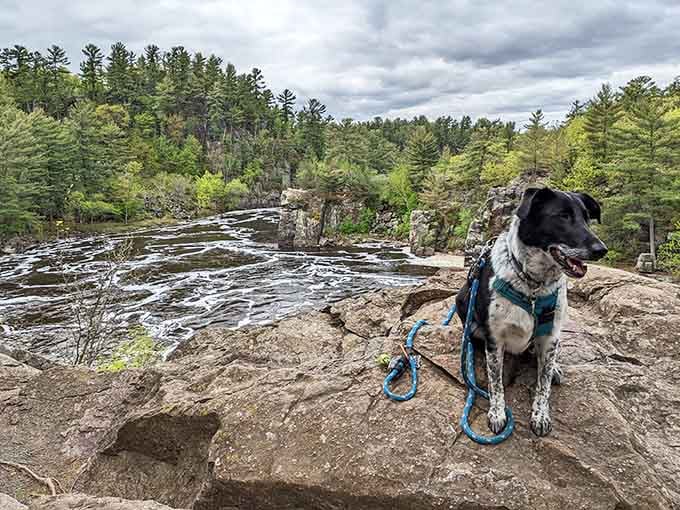 Even four-legged visitors appreciate these billion-year-old views, though they're probably more interested in the squirrels.