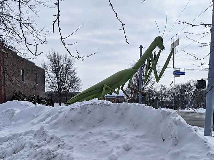 Even buried in snow, the KokoMantis stands guard, proving Hoosier winters can't diminish its green glory.