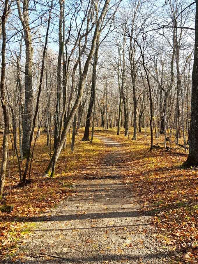 Autumn trails carpeted in leaves that crunch underfoot like nature's own satisfying soundtrack to your peaceful afternoon constitutional walk.