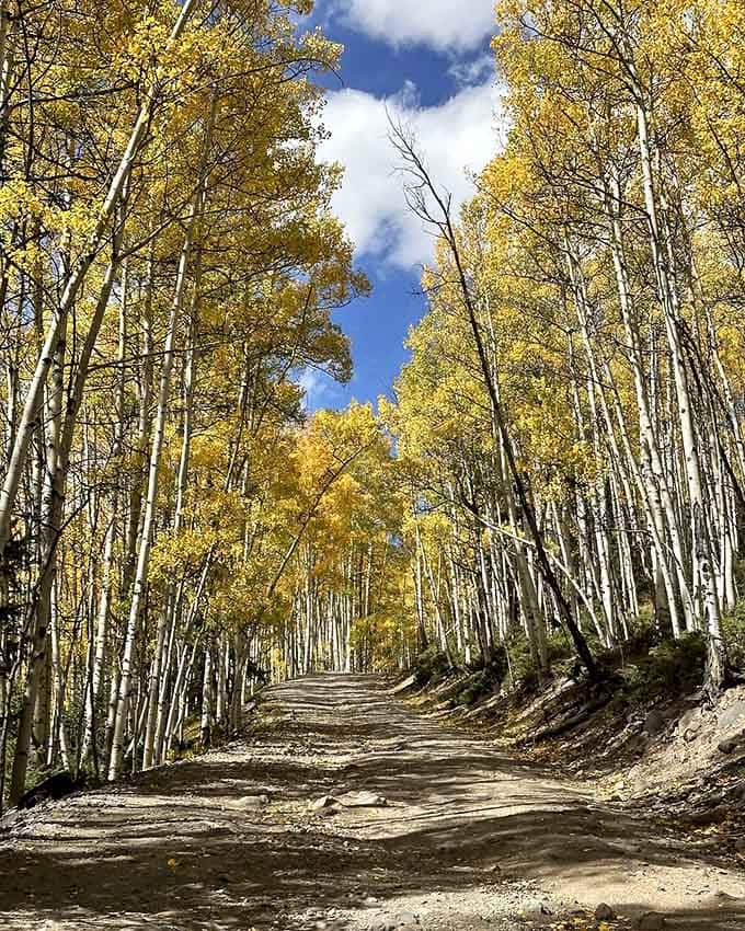 Golden aspens form a natural cathedral overhead, their leaves shimmering like coins tossed by some generous autumn fairy.