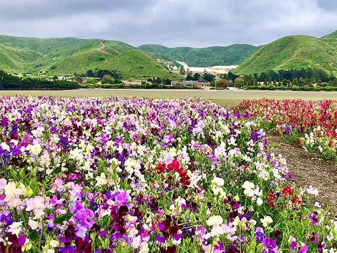 Rolling hills frame the flower fields, reminding you this is quintessential California countryside at its finest.