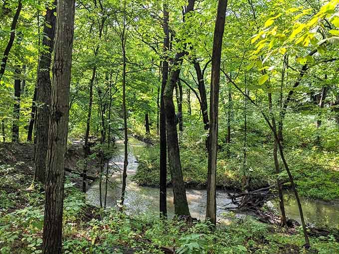 Buffalo Creek meanders through dense forest, reminding us that nature's been doing this longer than we have.