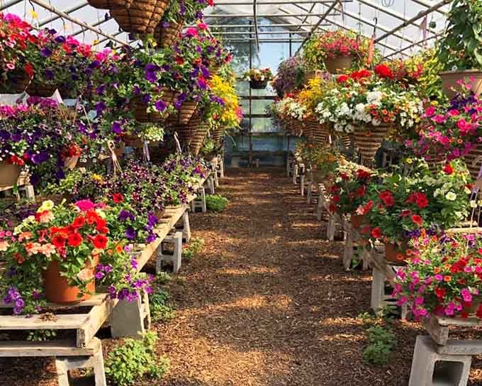Inside the greenhouse where hanging baskets create a floral tunnel that feels like walking through a living rainbow cathedral.