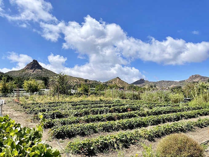 These garden rows with mountain backdrops show that wine country doesn't always mean rolling Tuscan hills.