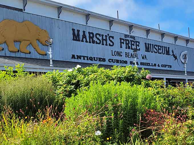 The building's signage advertises antiques, curios, sea shells, and gifts, which undersells the experience by about a thousand percent.