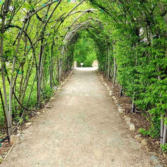 This leafy tunnel walkway is what happens when trees decide to collaborate instead of just growing wherever they please.