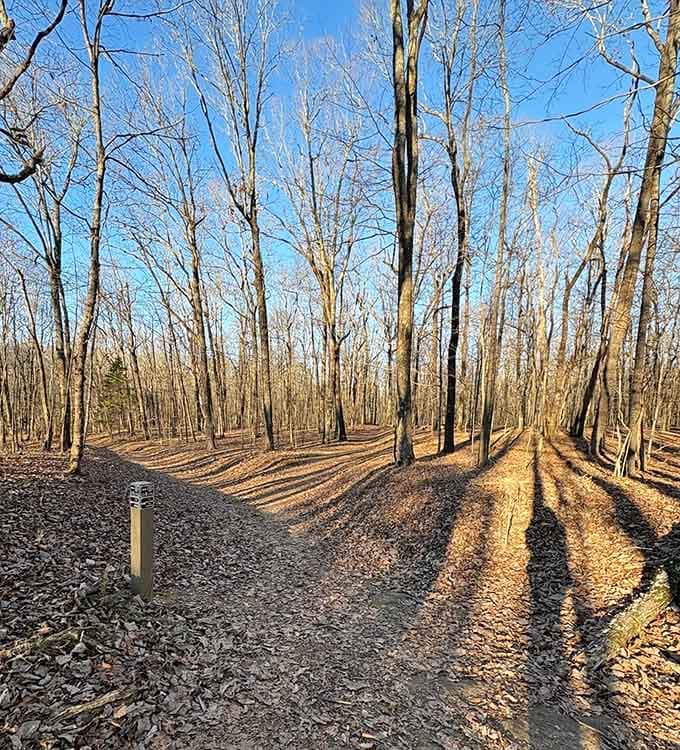 Long shadows stretching across the path during golden hour, when the forest transforms into something truly magical and worth every step.