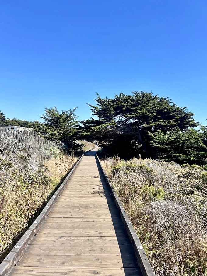 Ancient cypress trees create natural archways, proving that the best architecture sometimes grows straight from the earth itself.