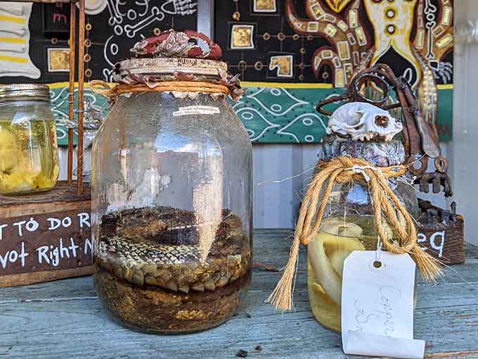 Preserved specimens in vintage jars create their own tiny worlds, mysterious and oddly beautiful in the filtered light.