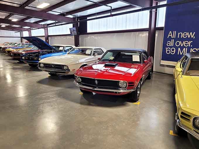 Classic Mustangs lined up like contestants in a beauty pageant where absolutely everyone wins first place.