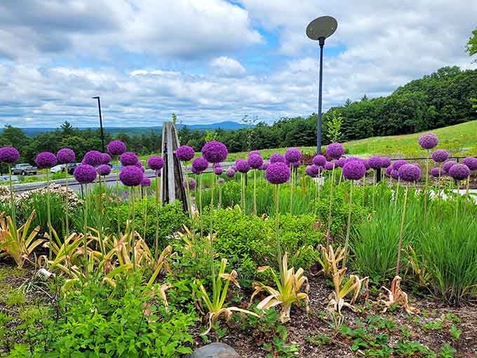 Purple allium blooms stand like botanical lollipops against mountain views that stretch across the Massachusetts horizon.