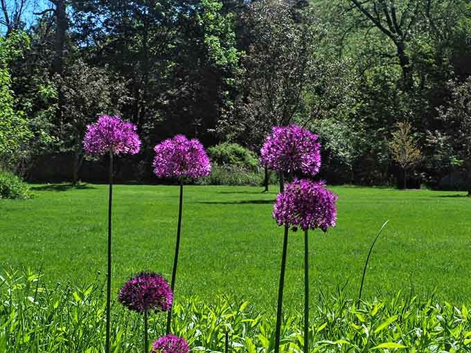 Purple allium flowers stand tall on their stems like tiny fireworks frozen mid-explosion in the greenest gallery.