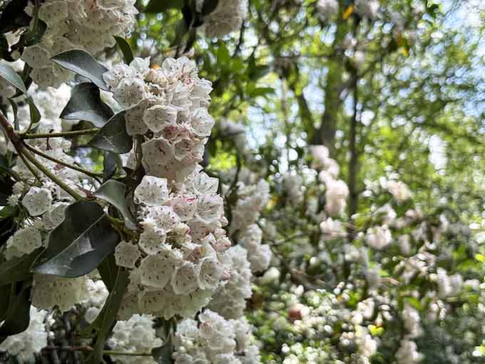 Delicate rhododendron blooms transform the forest into a floral wonderland that rivals any carefully manicured botanical garden display.
