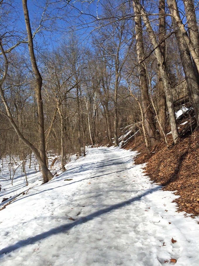 Winter transforms familiar trails into quiet, snow-dusted paths where your footprints write the day's first story.
