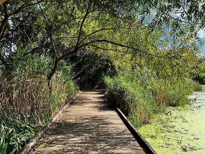 The wooden boardwalk winds through lush greenery, creating a nature trail experience right in the heart of East Baltimore.