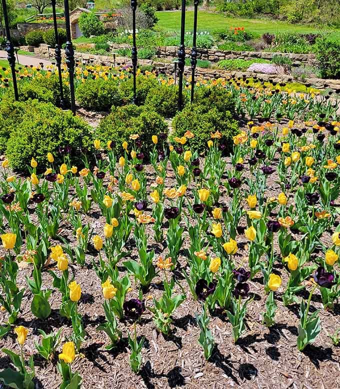 Yellow tulips march in cheerful rows, proving that sometimes the best things in life are perfectly organized blooms.