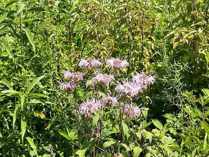 Wild bergamot blooms in delicate clusters, proving that prairies pack serious floral firepower when they want to.