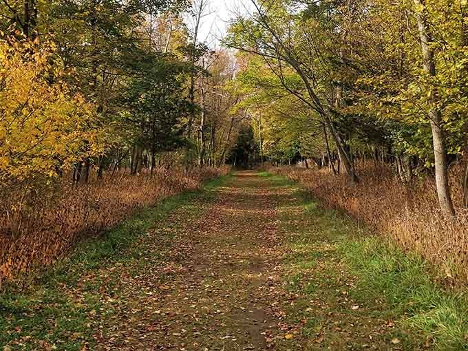 Autumn trails beckon you deeper into the woods, where every turn reveals another reason to smile.