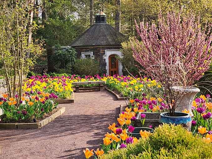 When spring bulbs decide to throw a party, this is what happens when nobody RSVPs no.