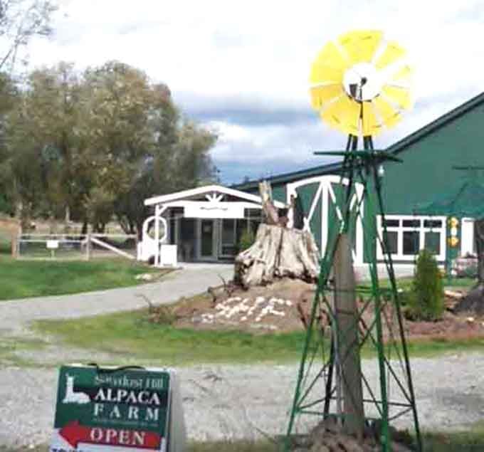 That cheerful windmill and open sign promise adventures in fluffiness just beyond, your stress-free afternoon awaits inside.