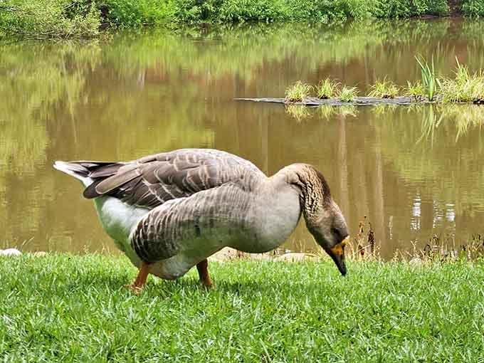 Even the local wildlife knows this garden is the place to be for a peaceful afternoon stroll.