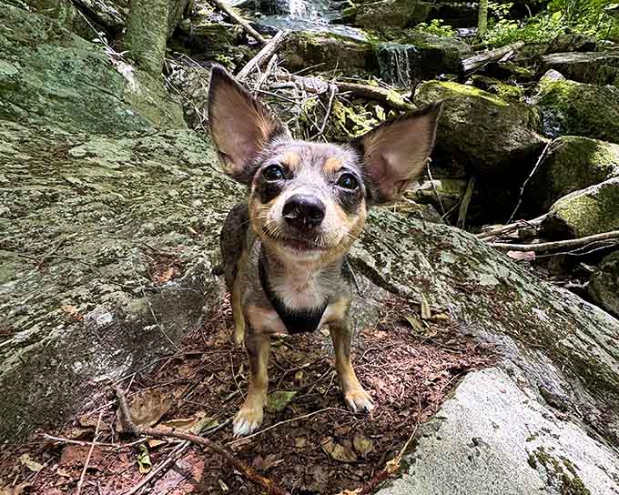 Even the smallest hiking companions deserve to experience the magic of discovering a hidden Massachusetts waterfall.