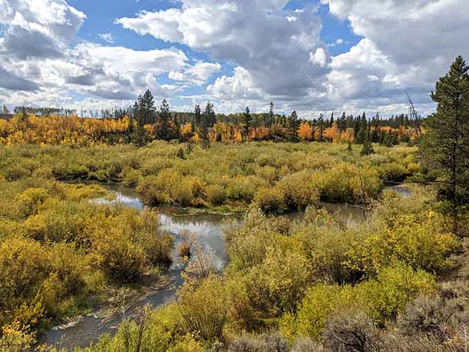 Fall paints the wetlands in gold and amber, creating scenes that belong on postcards you'd actually want to send.