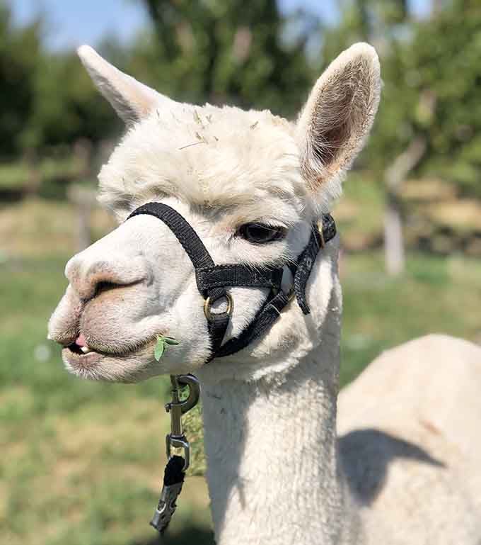 That expression suggests this alpaca knows exactly how cute it is and isn't afraid to use that power.
