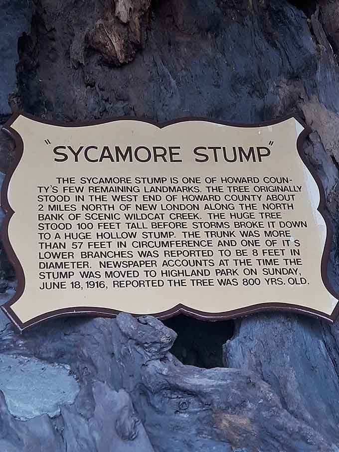 The historical marker tells the remarkable story of an 800-year-old tree that once towered 100 feet tall.