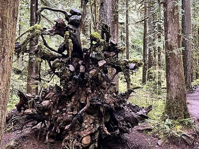 Even the tree roots here are dramatic, twisting and turning like nature's own abstract sculpture garden.