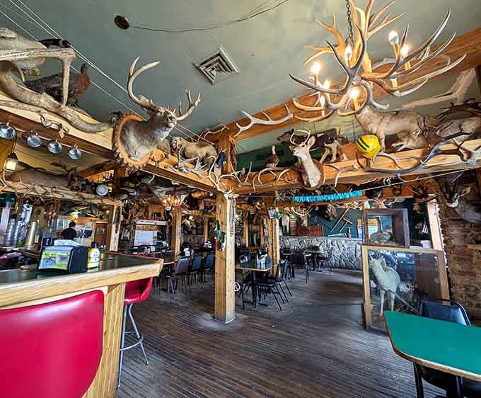 Every angle reveals more antlers, more character, and more reasons why cookie-cutter chain restaurants will never compare to this.