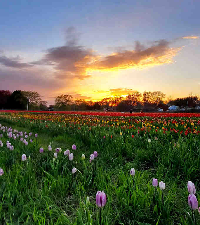 Sunset over the tulip fields transforms an already magical place into something that belongs in a painting.