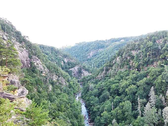 The gorge stretches out like nature's own cathedral, with Toccoa Creek carving its path far below through ancient rock.
