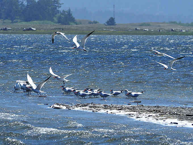 Birds take flight over sparkling waters, putting on a show that's better than anything streaming on your television tonight.