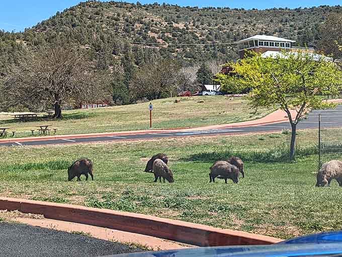 Javelinas graze peacefully on the park lawn, reminding visitors that this spectacular place belongs to them first.