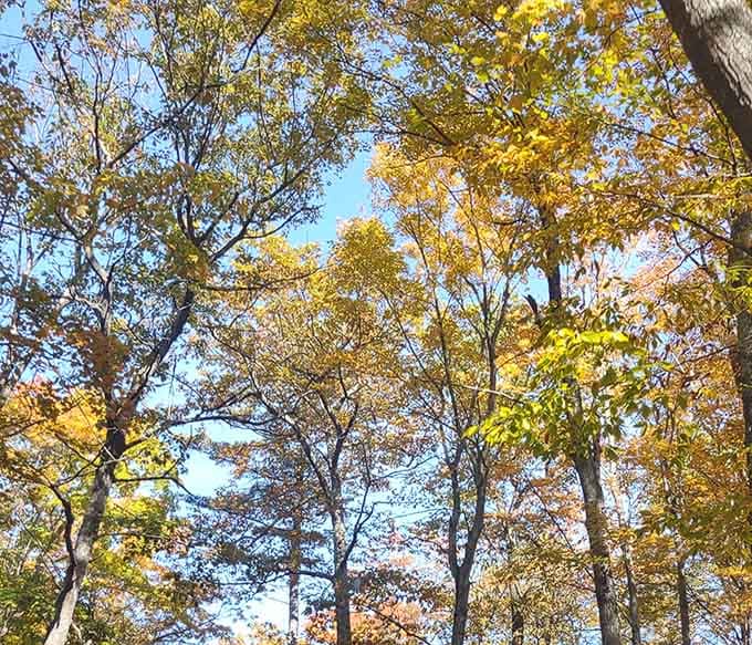 Looking up through the canopy reminds you that some of life's best moments are completely free.