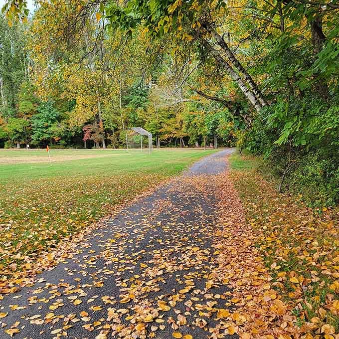 Fall transforms ordinary paths into carpets of gold, making every walk feel like a scene from your favorite movie.