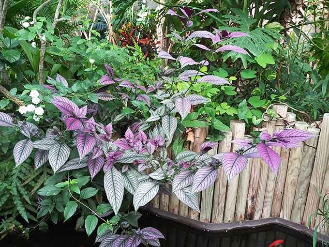 Purple foliage cascades over bamboo fencing in the butterfly house, where humidity does wonders for both plants and complexions.