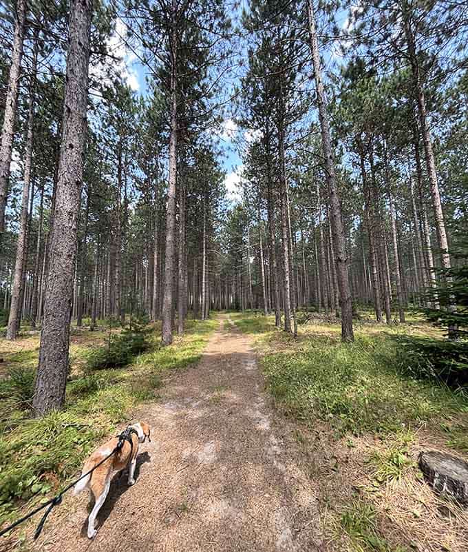 Pine forests so peaceful and pristine, you half expect Snow White to come strolling through.